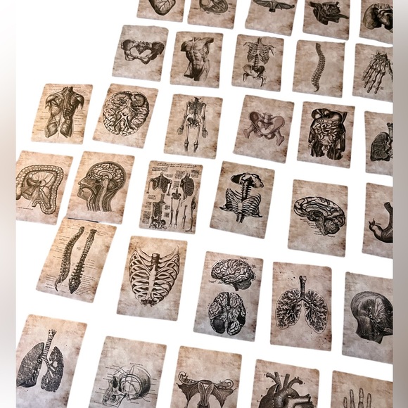 Design | Anatomy Human Body Skeleton Stickers | Poshmark